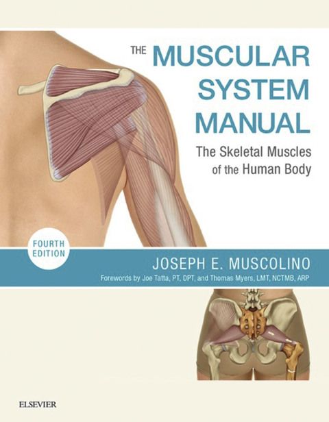 The Muscular System Manual: 4th edition | Joseph E. Muscolino | ISBN ...